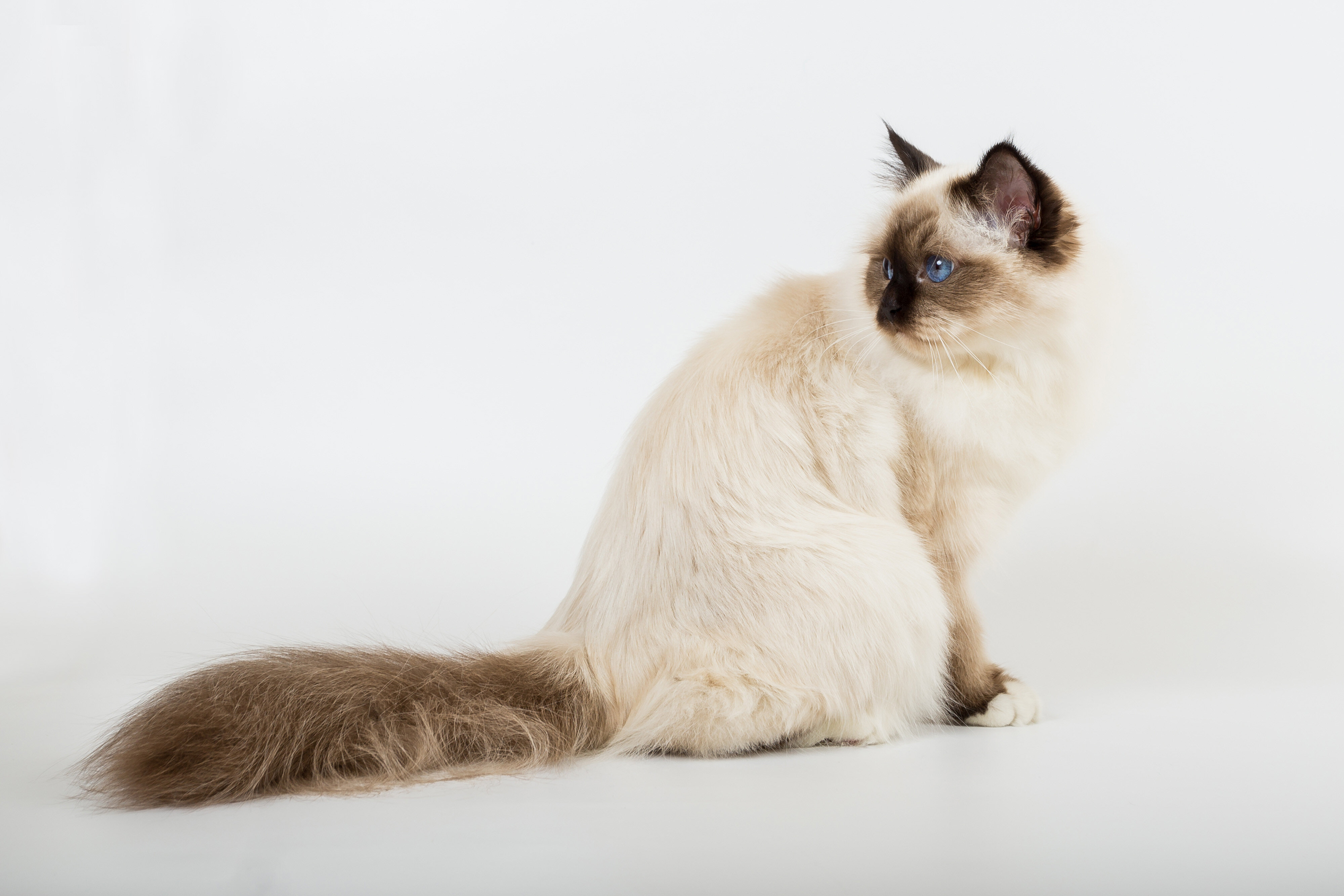 Kot birmański — historia, charakter, pielęgnacja